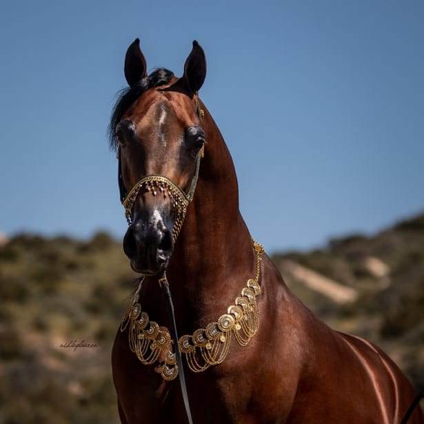 Arabian Stallion Halter